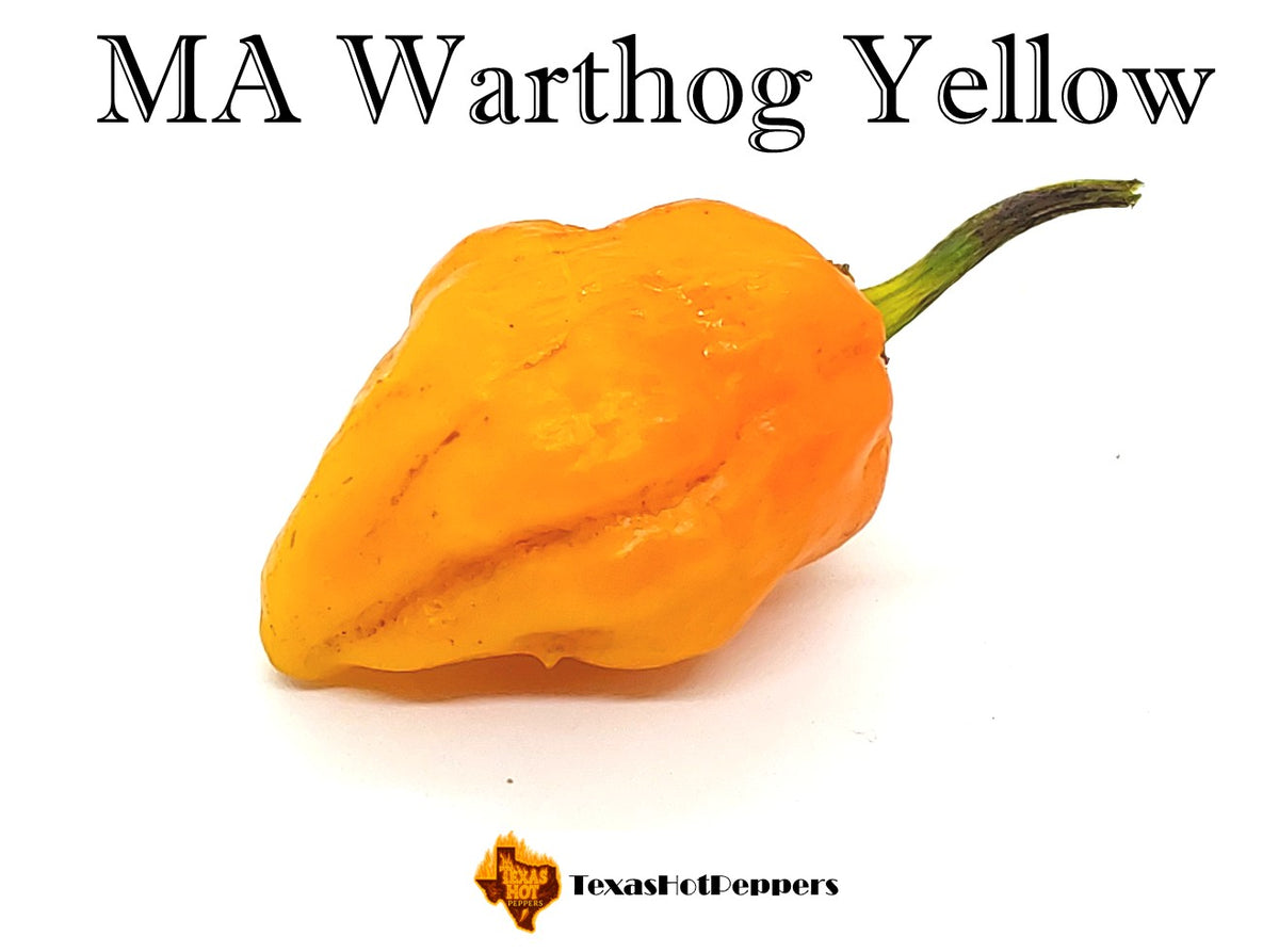 MA Warthog Yellow – Texas Hot Peppers