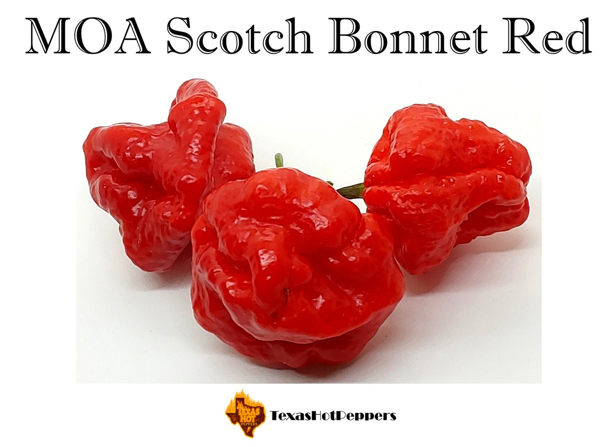 MOA Scotch Bonnet Red – Texas Hot Peppers