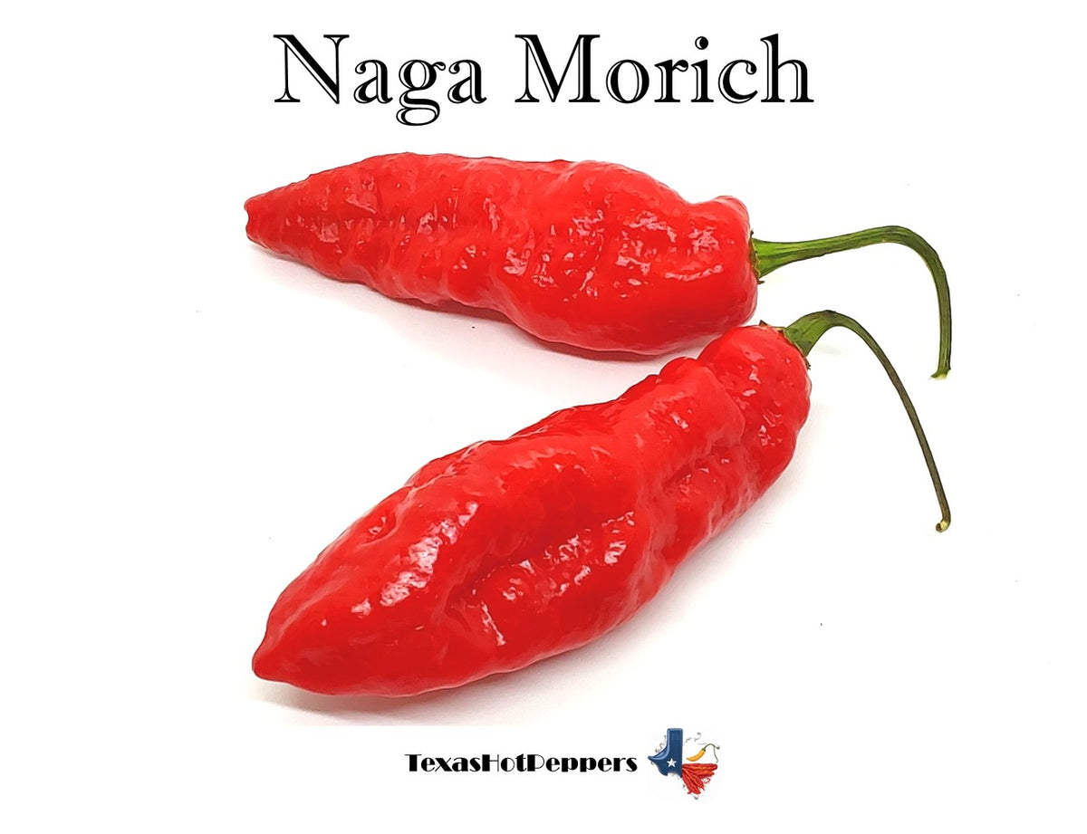 Naga Morich – Texas Hot Peppers