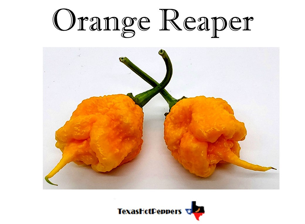 Orange Reaper – Texas Hot Peppers