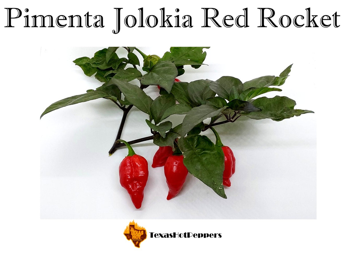 Pimenta Jolokia Red Rocket – Texas Hot Peppers