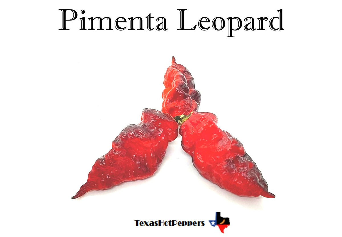 Pimenta Leopard – Texas Hot Peppers