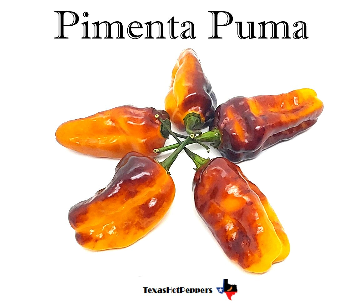 Pimenta Puma – Texas Hot Peppers