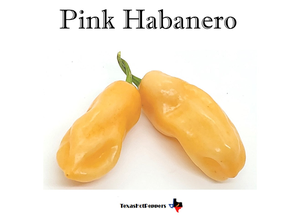 Pink Habanero – Texas Hot Peppers