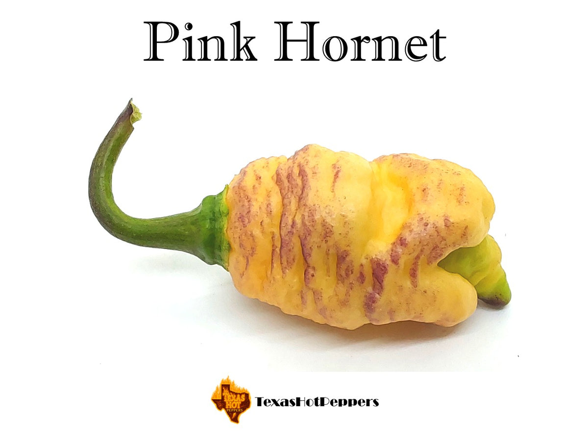 Pink Hornet – Texas Hot Peppers