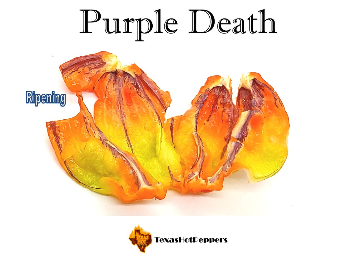 Purple Death – Texas Hot Peppers