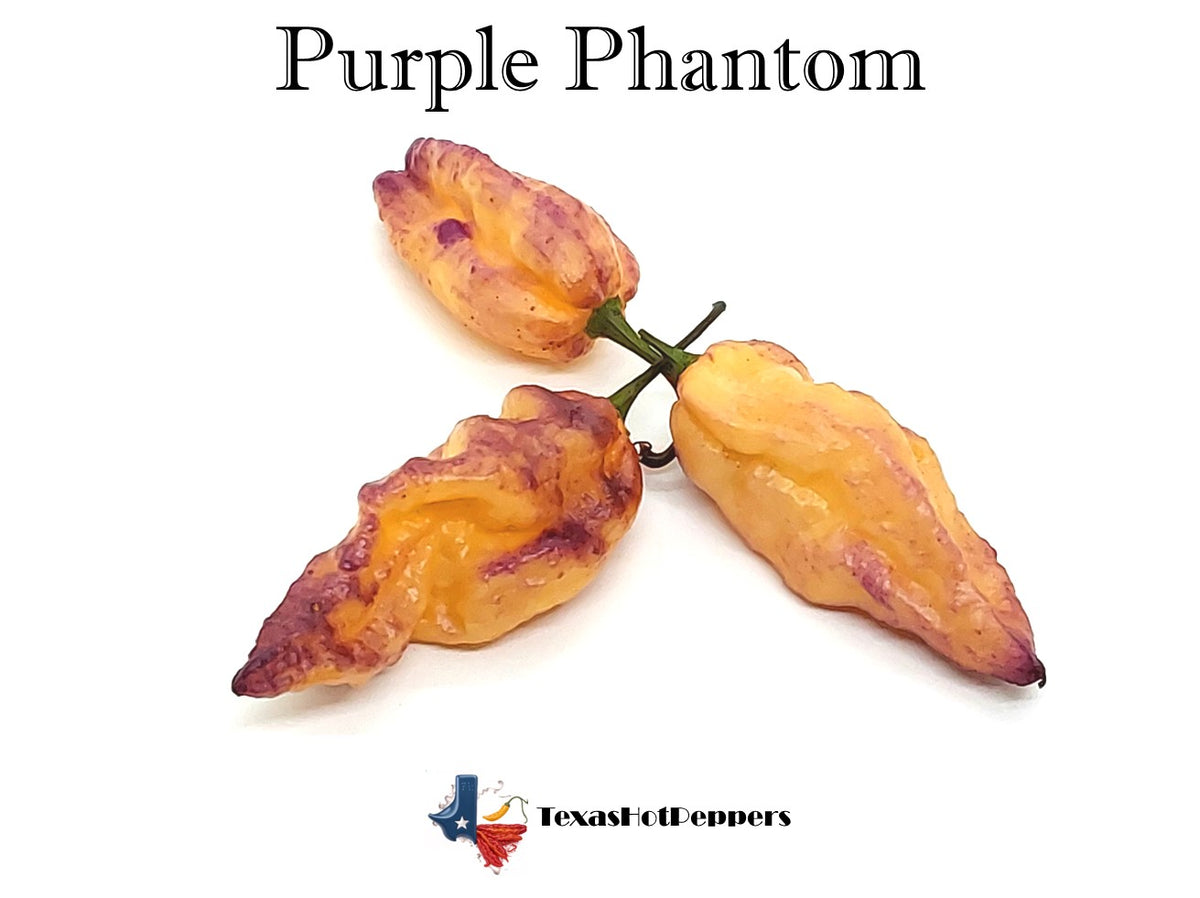 Purple Phantom – Texas Hot Peppers