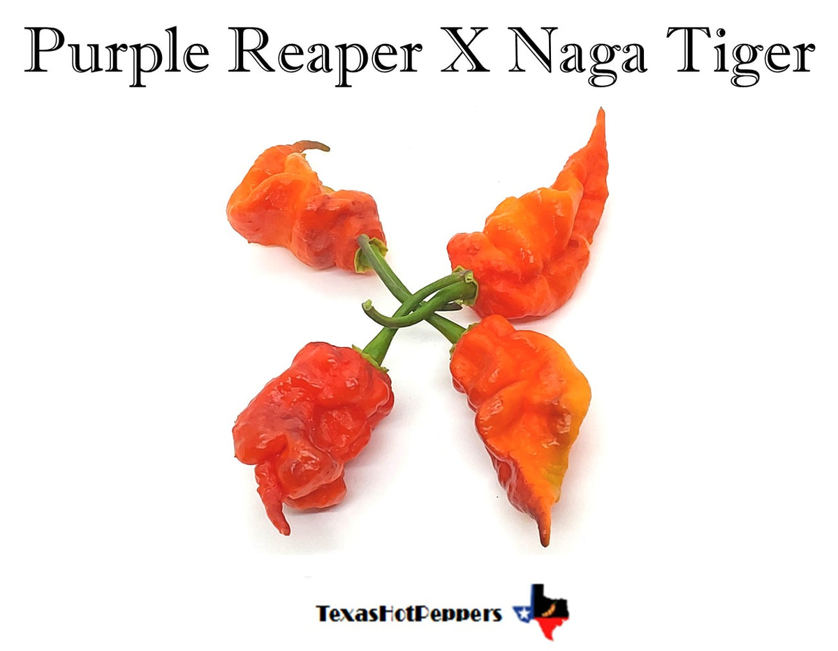 Purple Reaper X Naga Tiger – Texas Hot Peppers