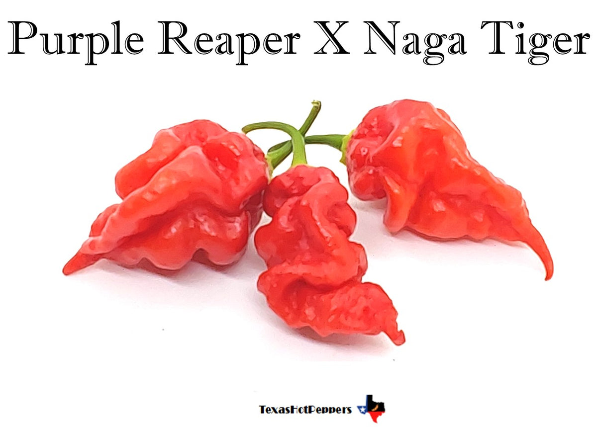 Purple Reaper X Naga Tiger – Texas Hot Peppers