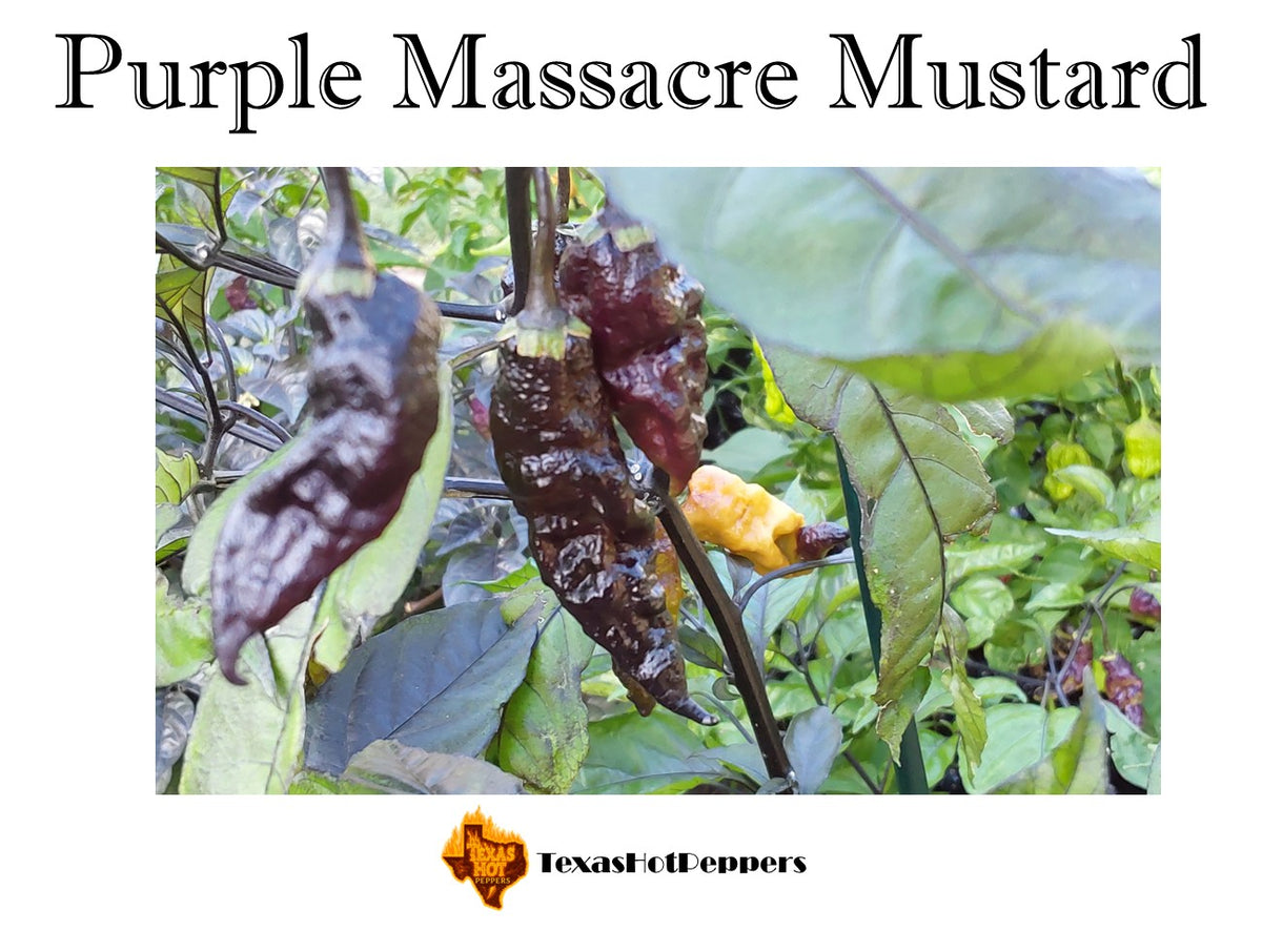 Purple Massacre Mustard – Texas Hot Peppers