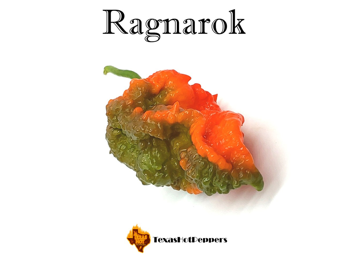 Ragnarok – Texas Hot Peppers