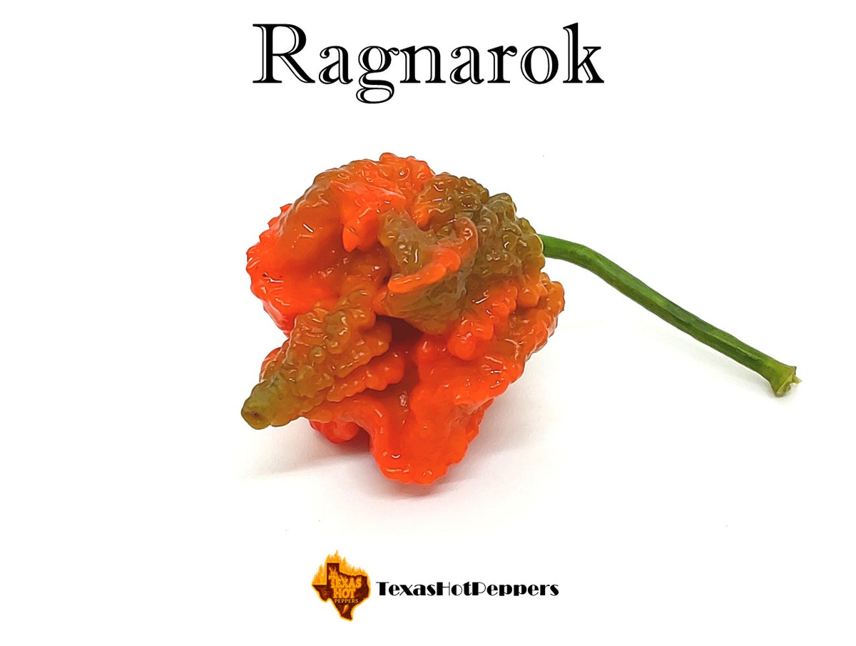 Ragnarok – Texas Hot Peppers