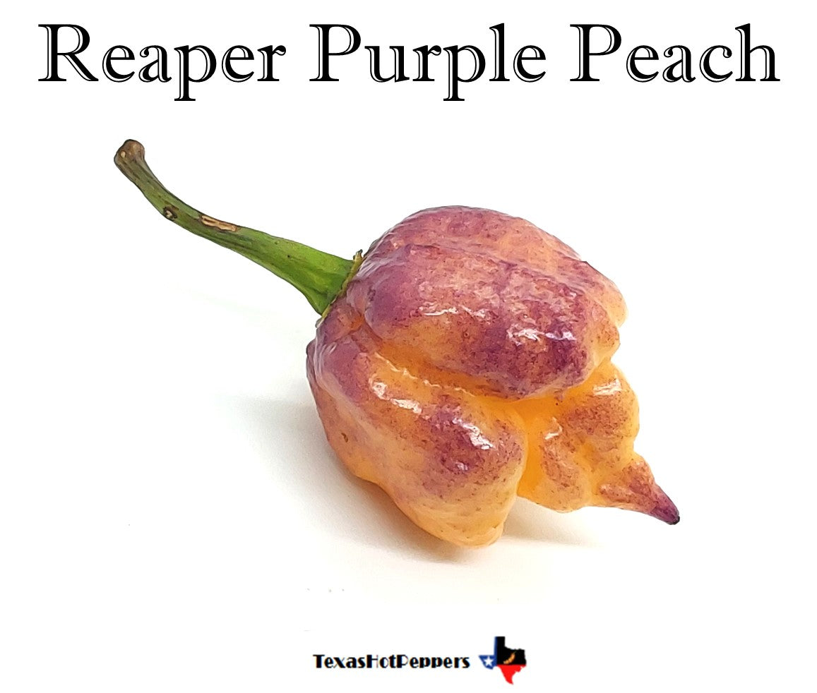 Reaper Purple Peach – Texas Hot Peppers