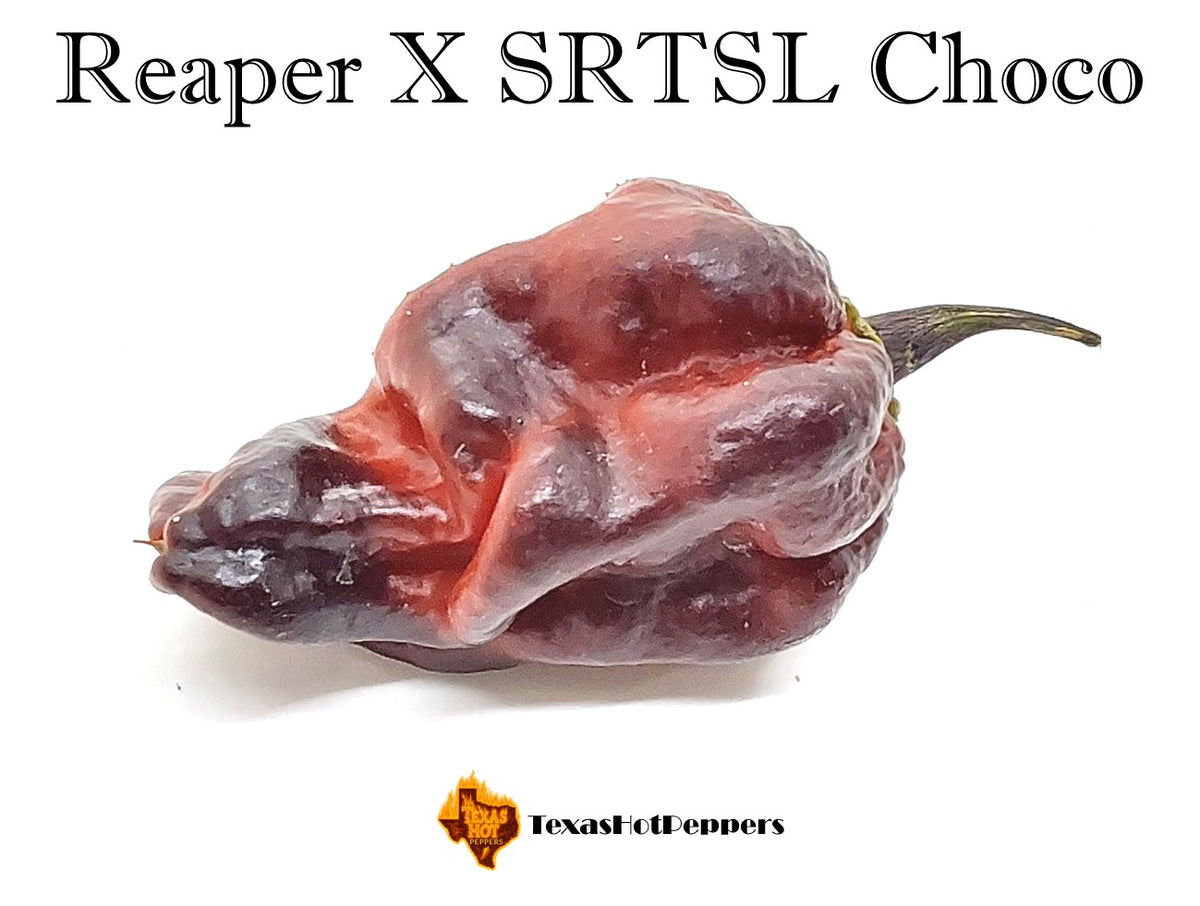 Reaper X SRTSL Choco – Texas Hot Peppers