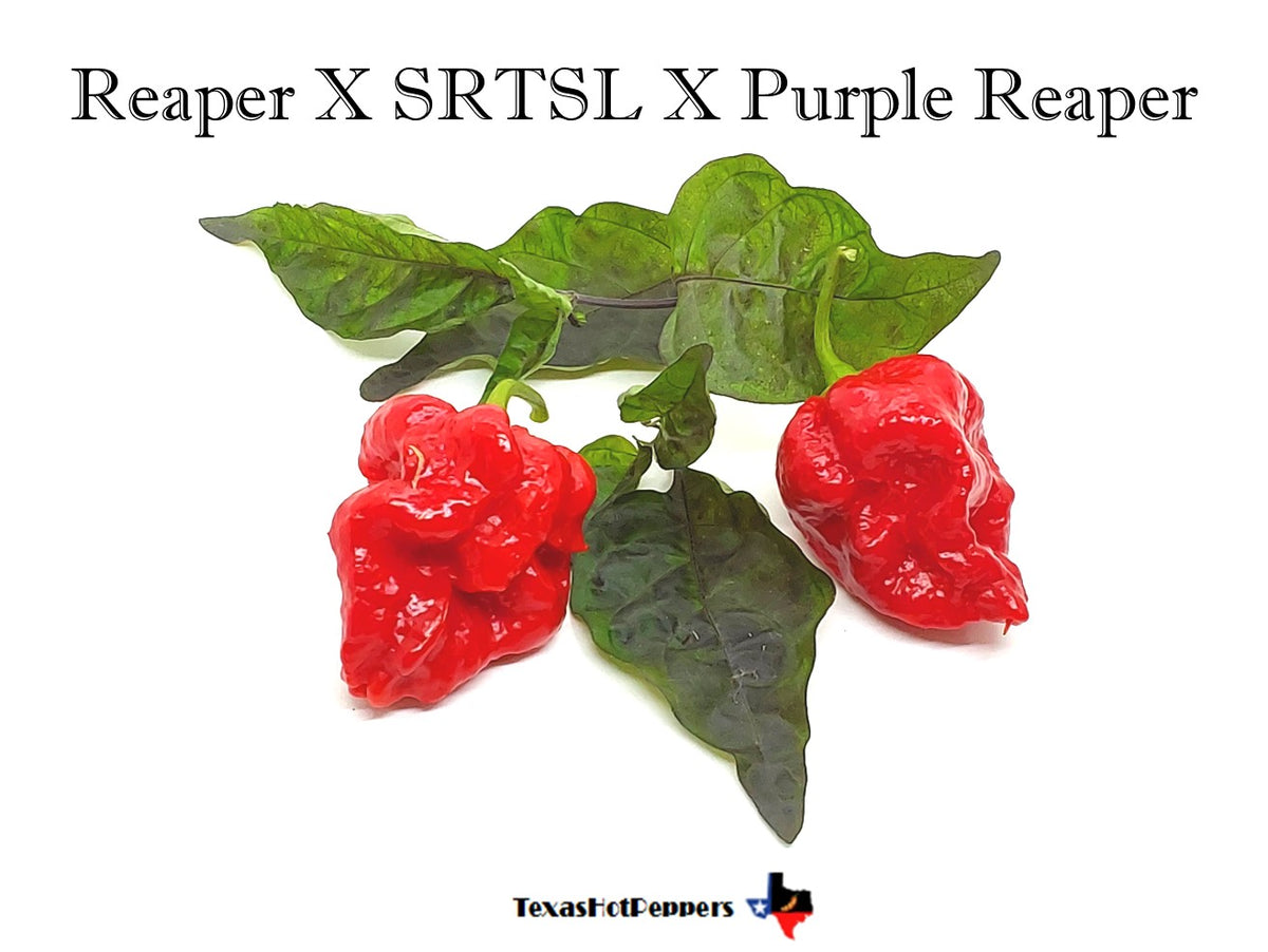 Reaper X SRTSL X Purple Reaper – Texas Hot Peppers
