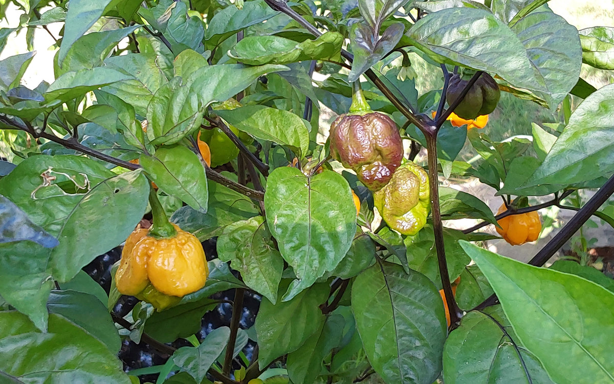 Reaper Purple Orange – Texas Hot Peppers