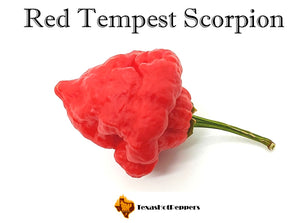 Red Tempest Scorpion – Texas Hot Peppers