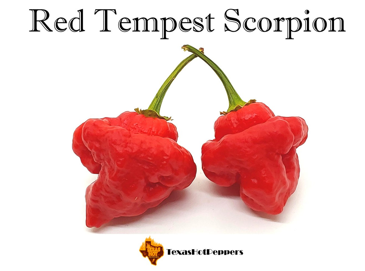 Red Tempest Scorpion – Texas Hot Peppers