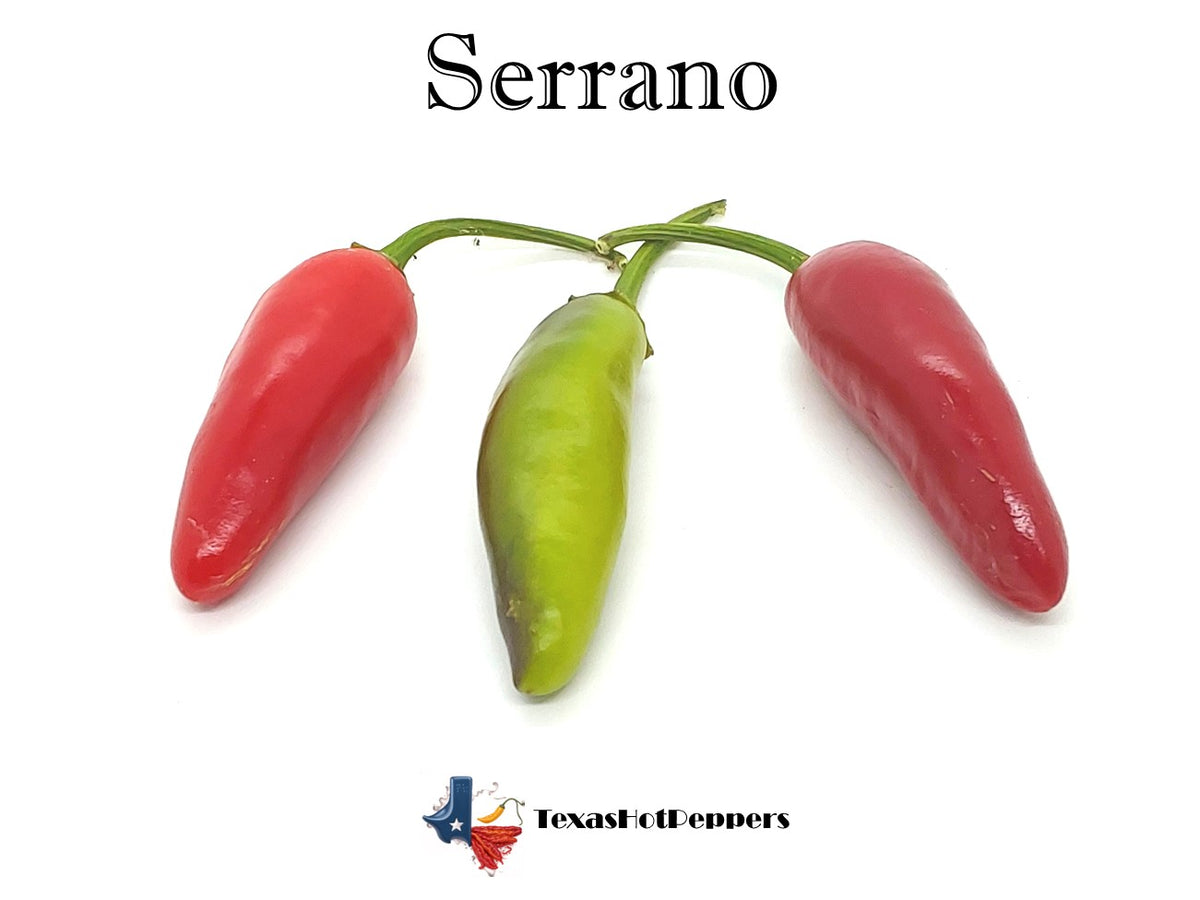 Serrano – Texas Hot Peppers
