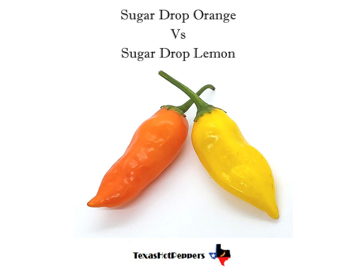 Sugar Drop Lemon – Texas Hot Peppers