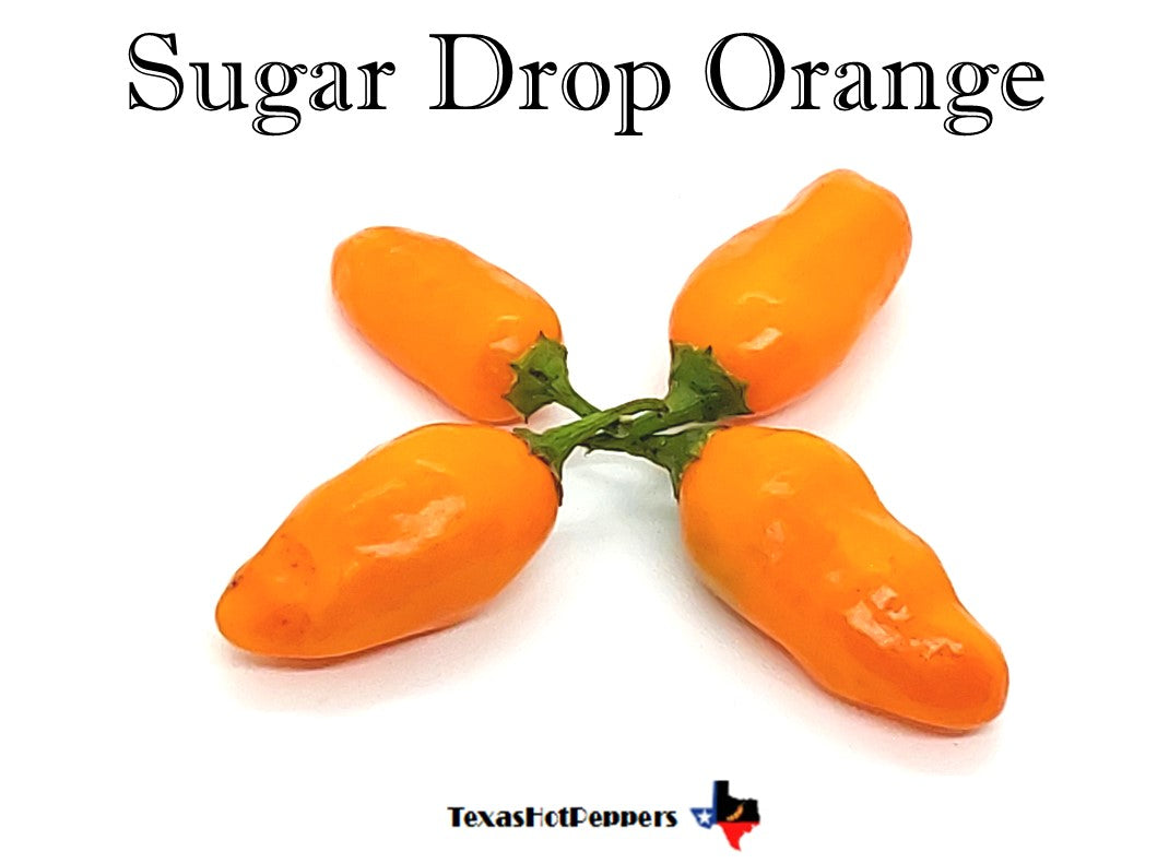 Sugar Drop Orange – Texas Hot Peppers