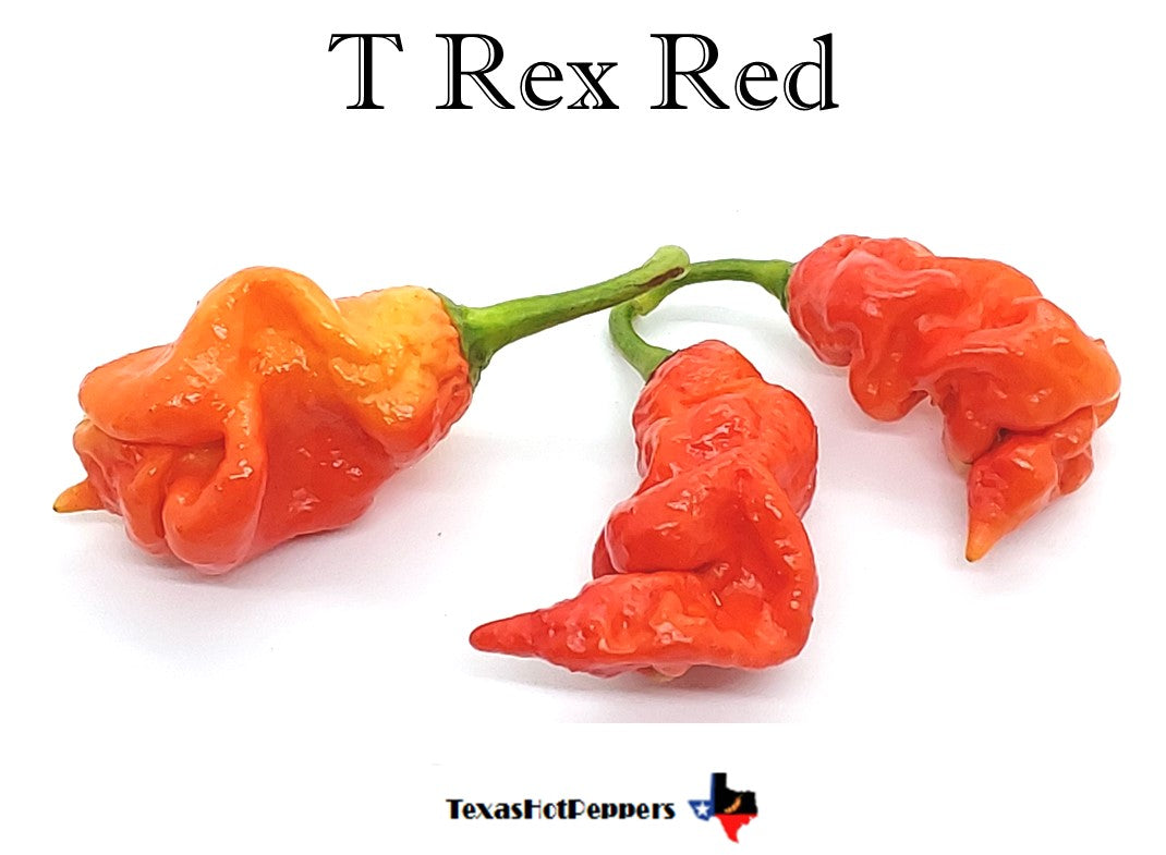 T Rex Red – Texas Hot Peppers