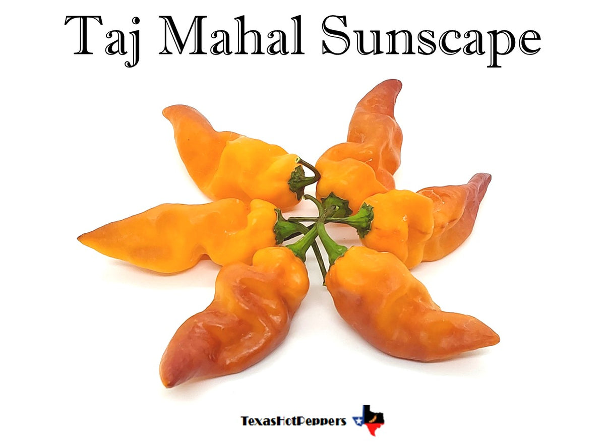 Taj Mahal Sunscape – Texas Hot Peppers
