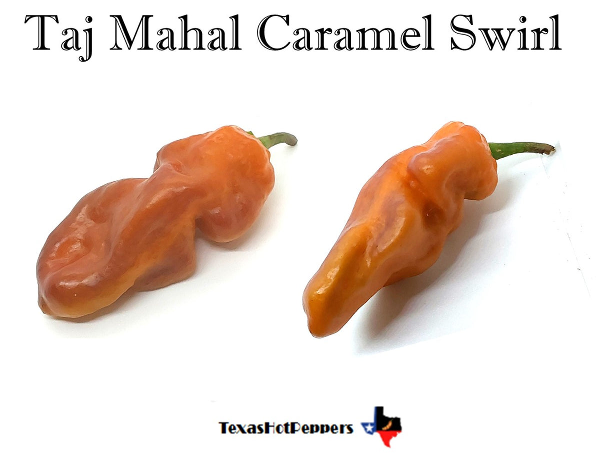 Taj Mahal Caramel Swirl – Texas Hot Peppers