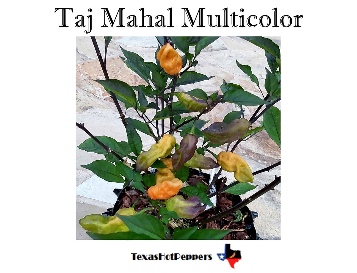 Taj Mahal Multicolor – Texas Hot Peppers