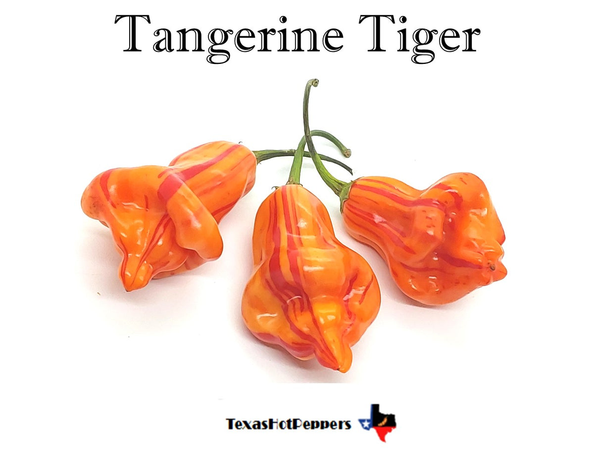Tangerine Tiger – Texas Hot Peppers