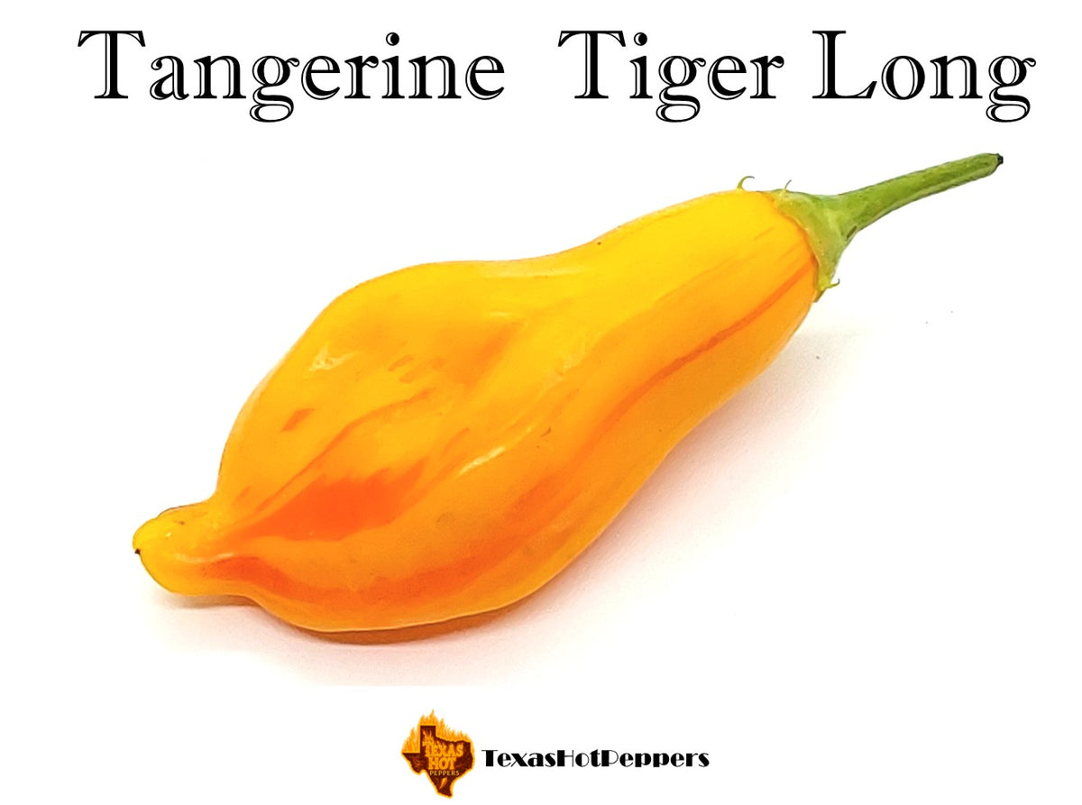 Tangerine Tiger – Texas Hot Peppers