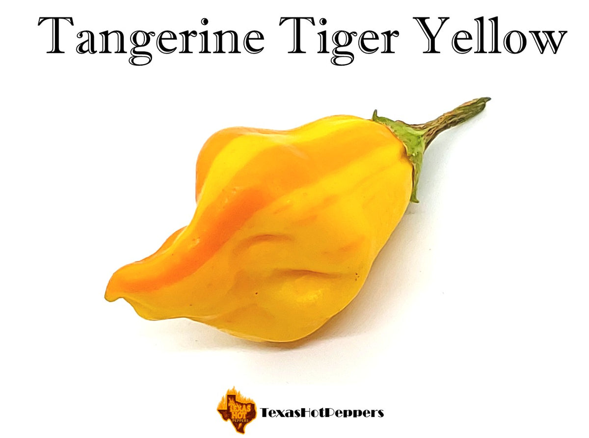 Tangerine Tiger Yellow – Texas Hot Peppers