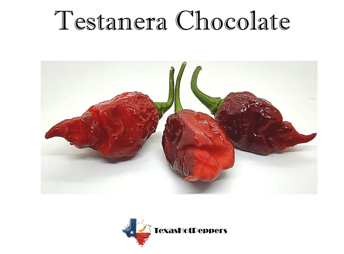 Testanera Chocolate – Texas Hot Peppers