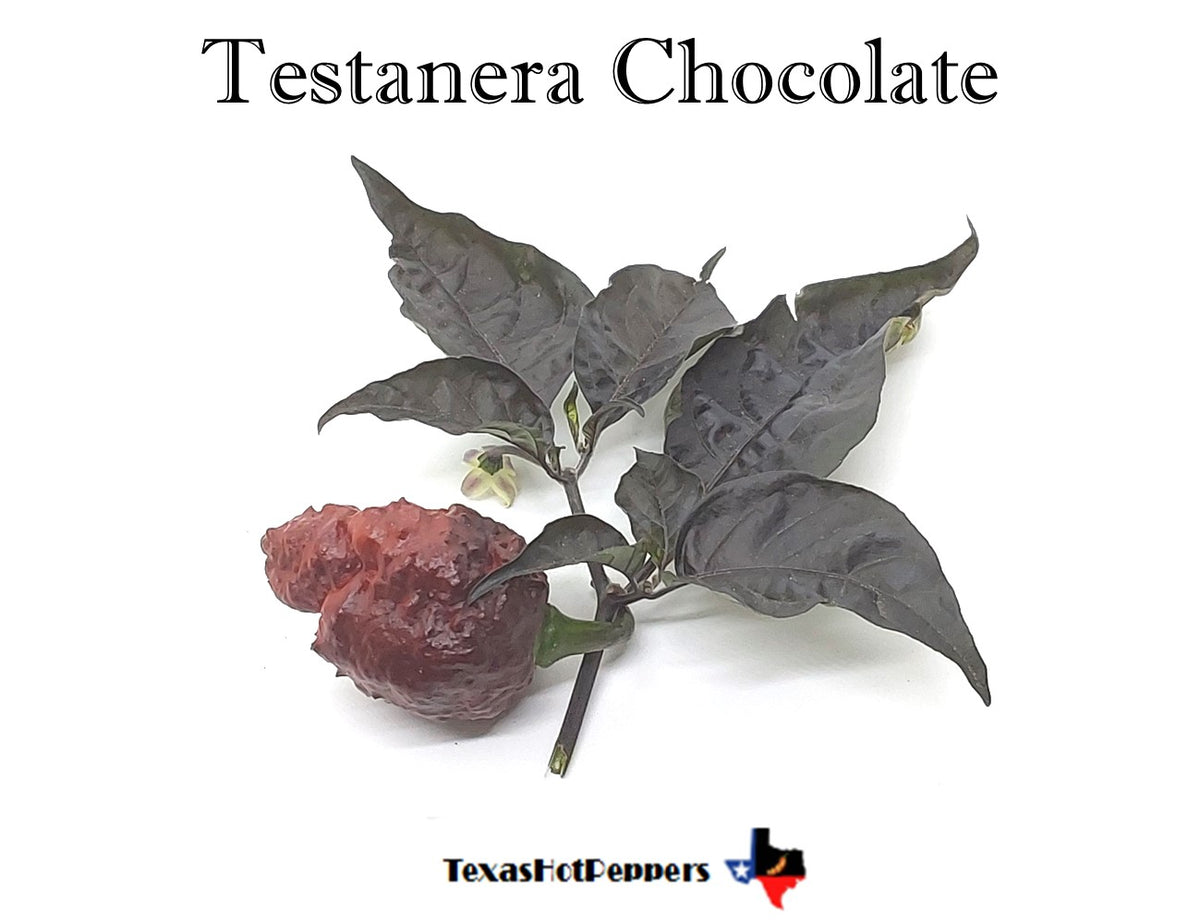 Testanera Chocolate – Texas Hot Peppers