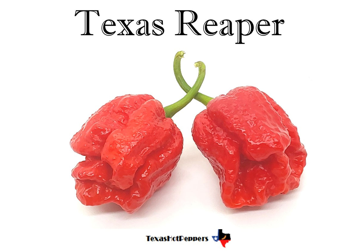 Texas Reaper – Texas Hot Peppers