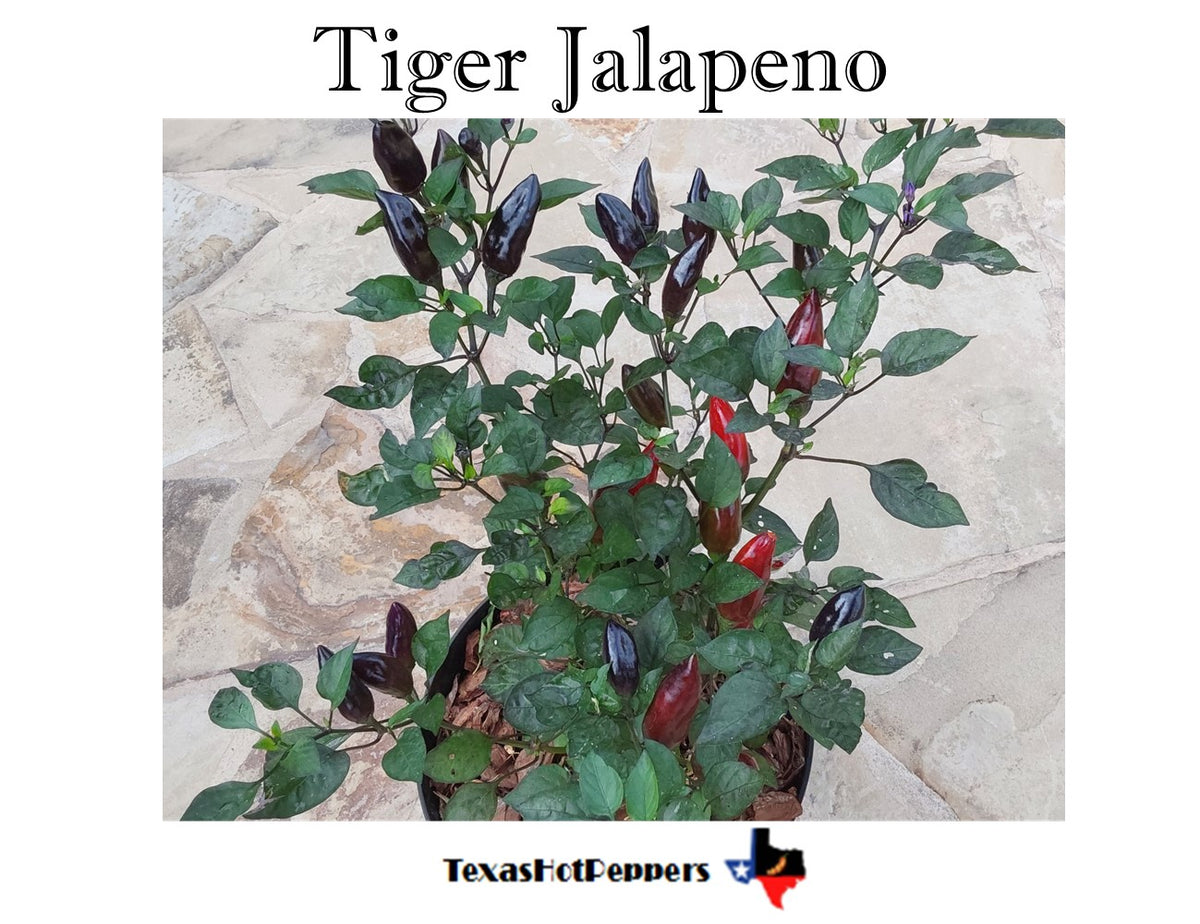 Tiger Jalapeno – Texas Hot Peppers