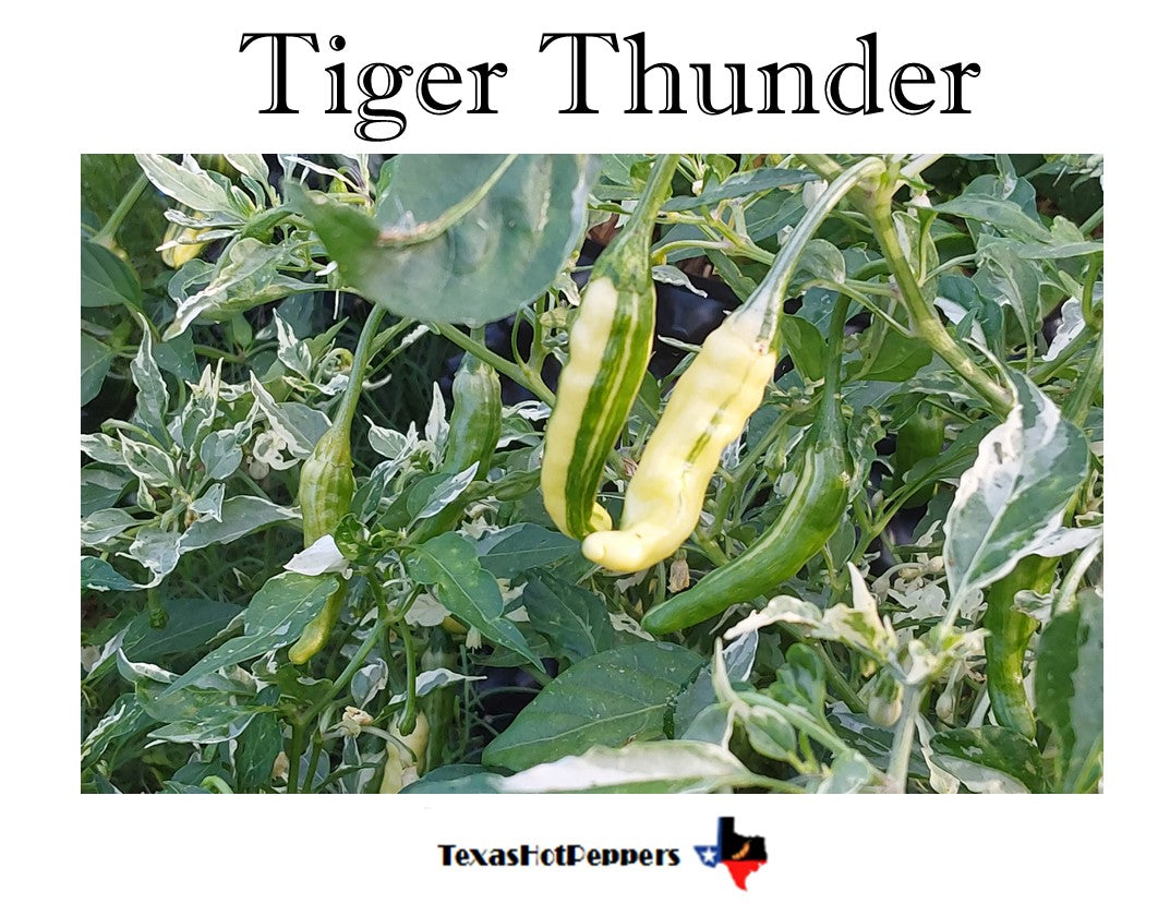 Tiger Thunder – Texas Hot Peppers