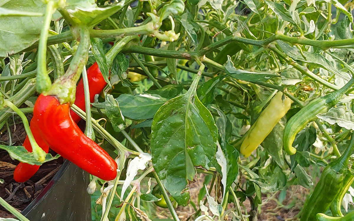 Tiger Thunder – Texas Hot Peppers