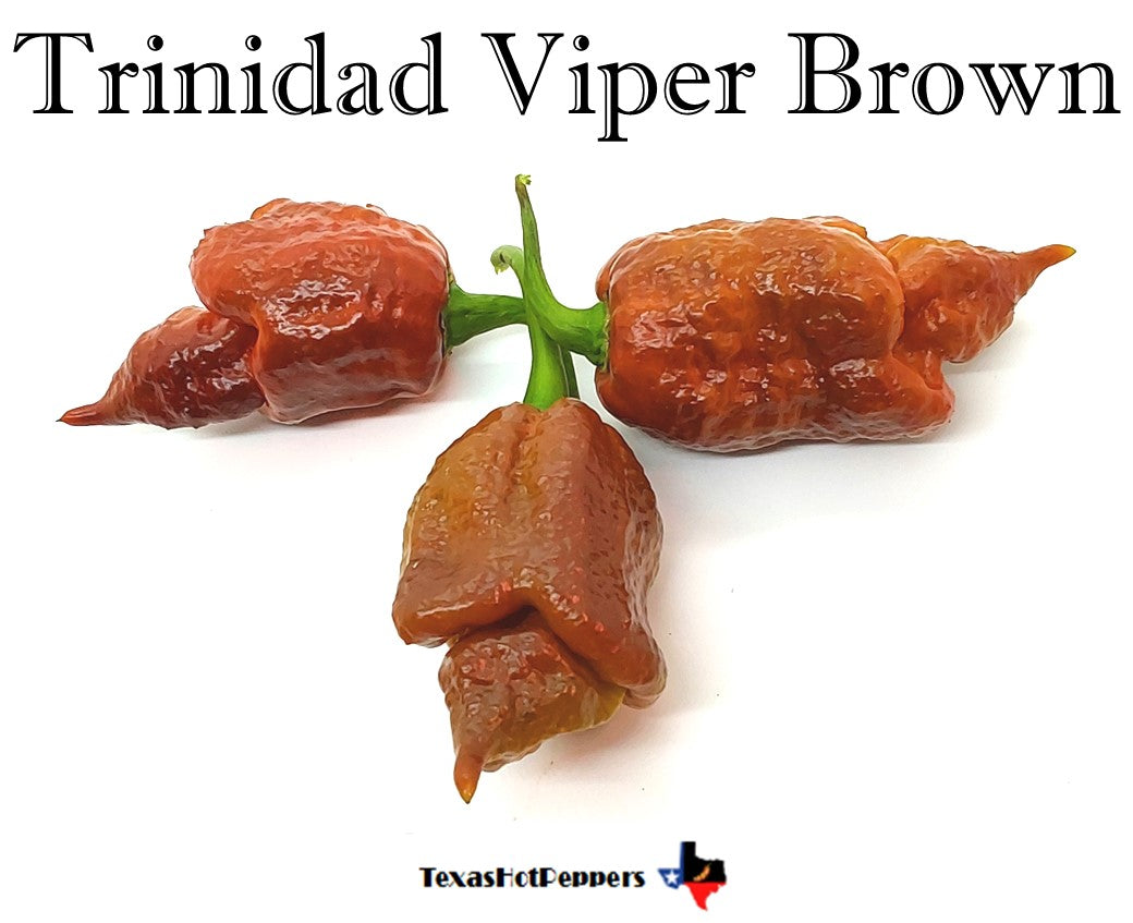 Trinidad Viper Brown – Texas Hot Peppers