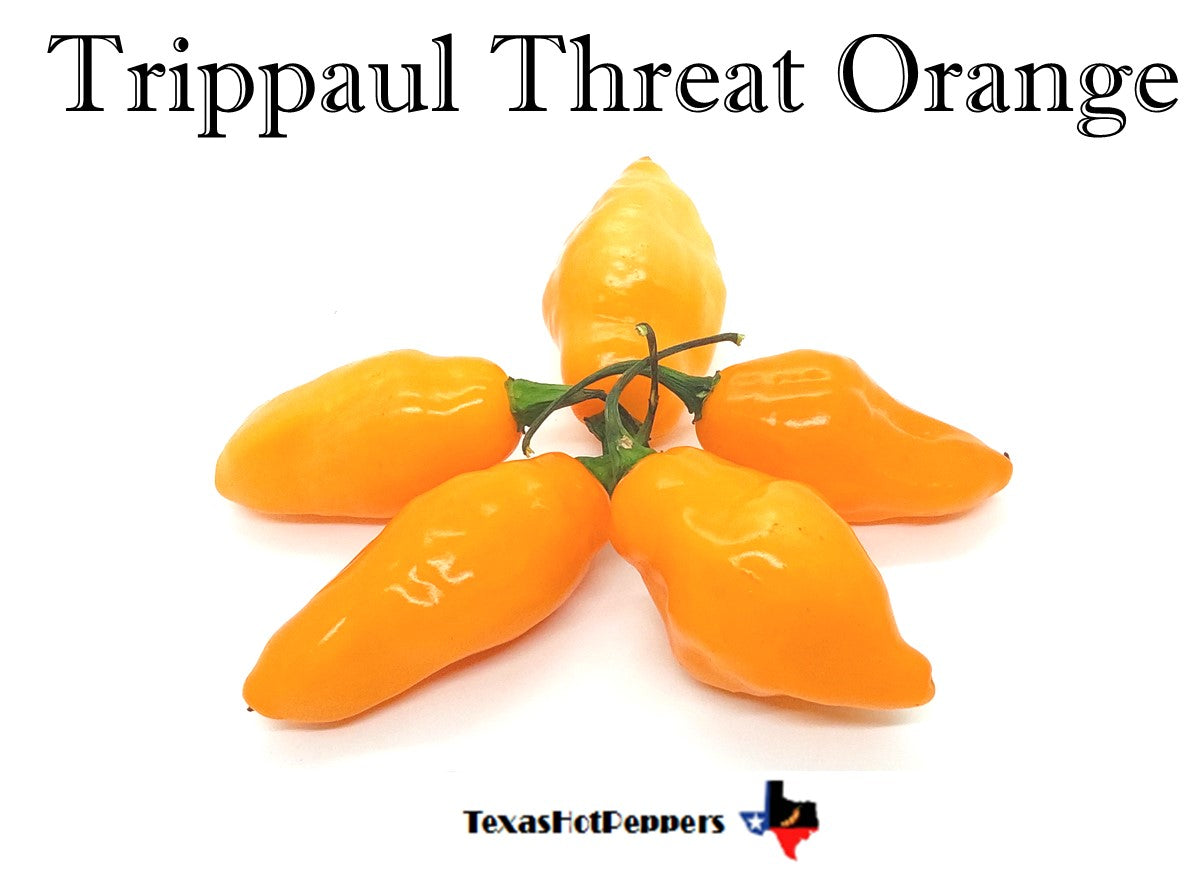 Trippaul Threat Orange – Texas Hot Peppers