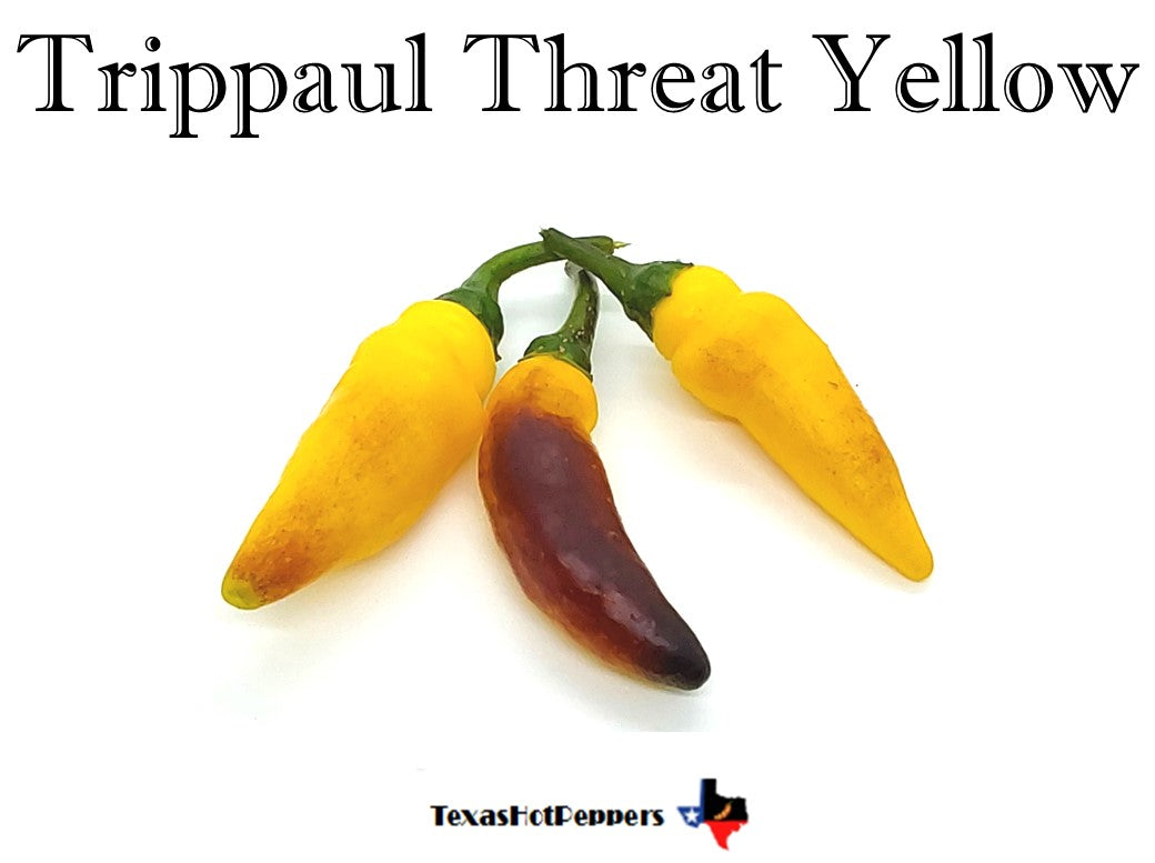 Trippaul Threat Yellow – Texas Hot Peppers