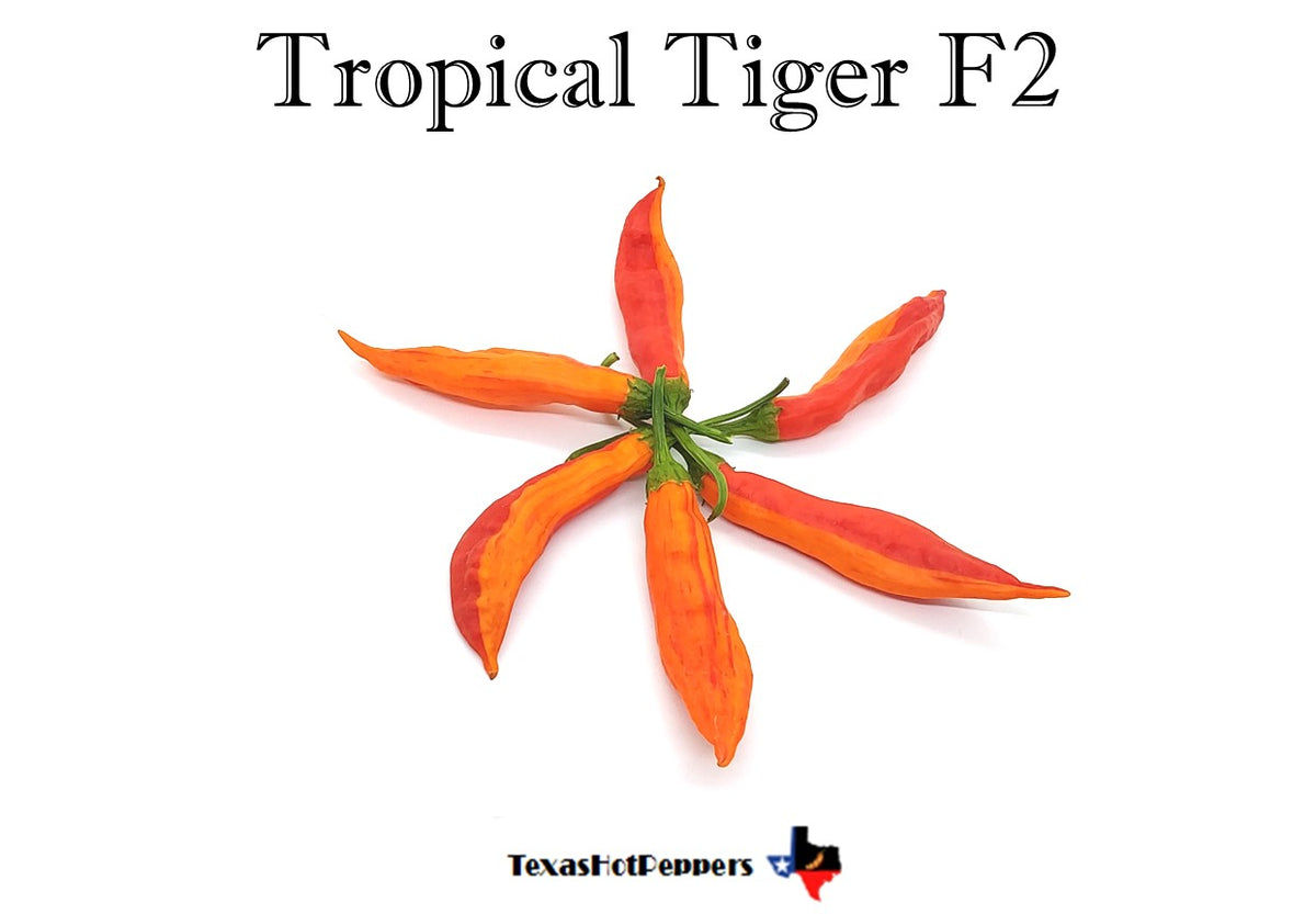 Tropical Tiger F2 – Texas Hot Peppers