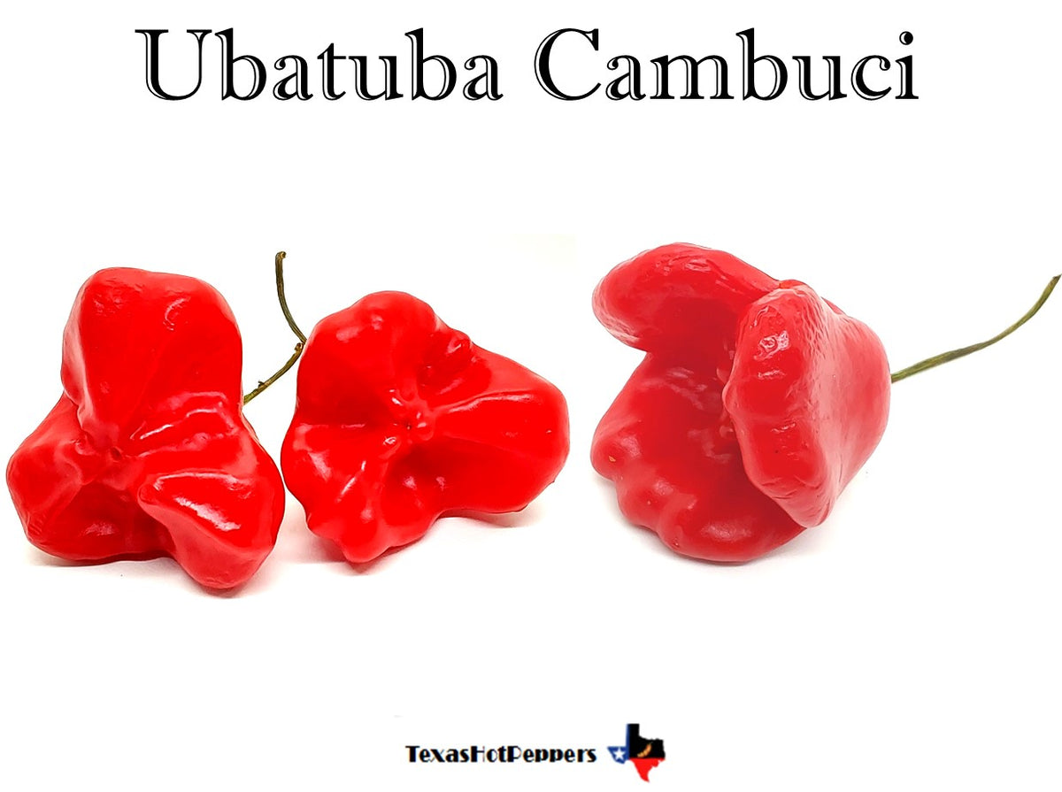 Ubatuba Cambuci – Texas Hot Peppers