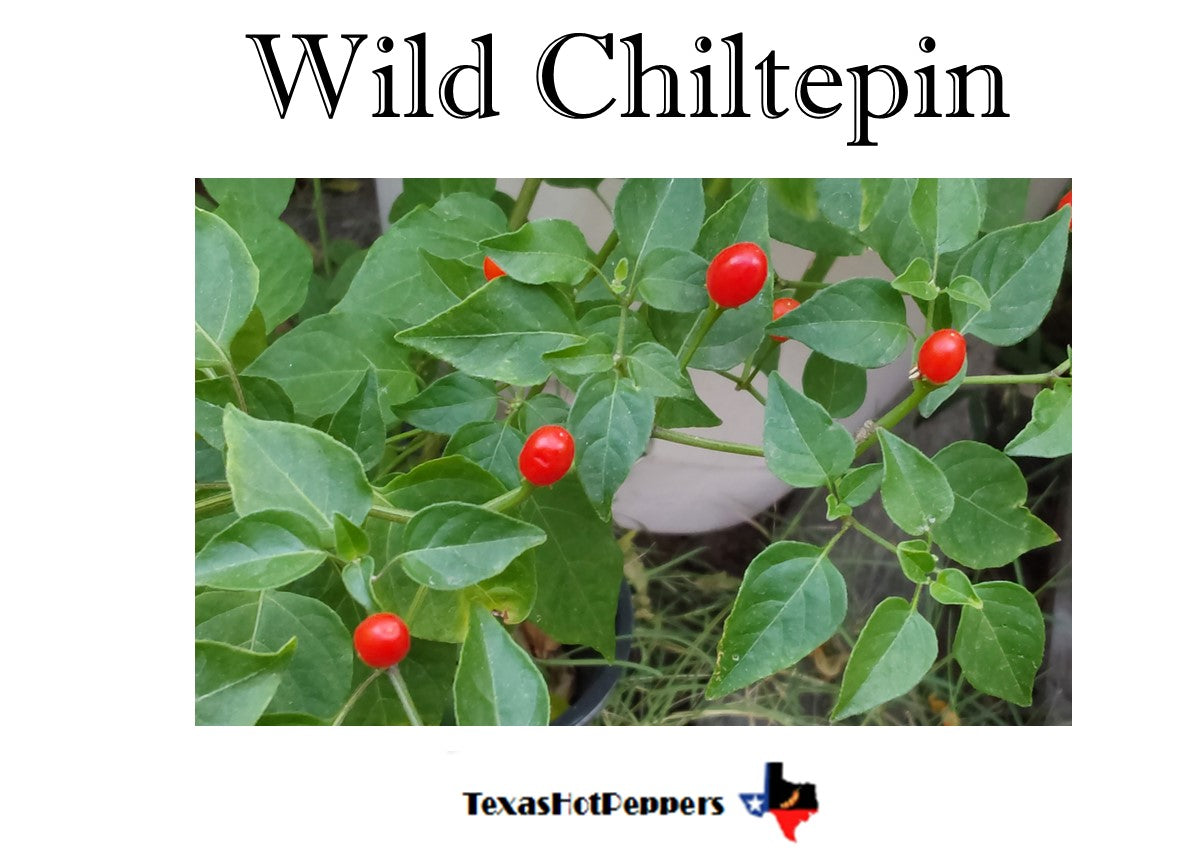 Wild Chiltepin – Texas Hot Peppers
