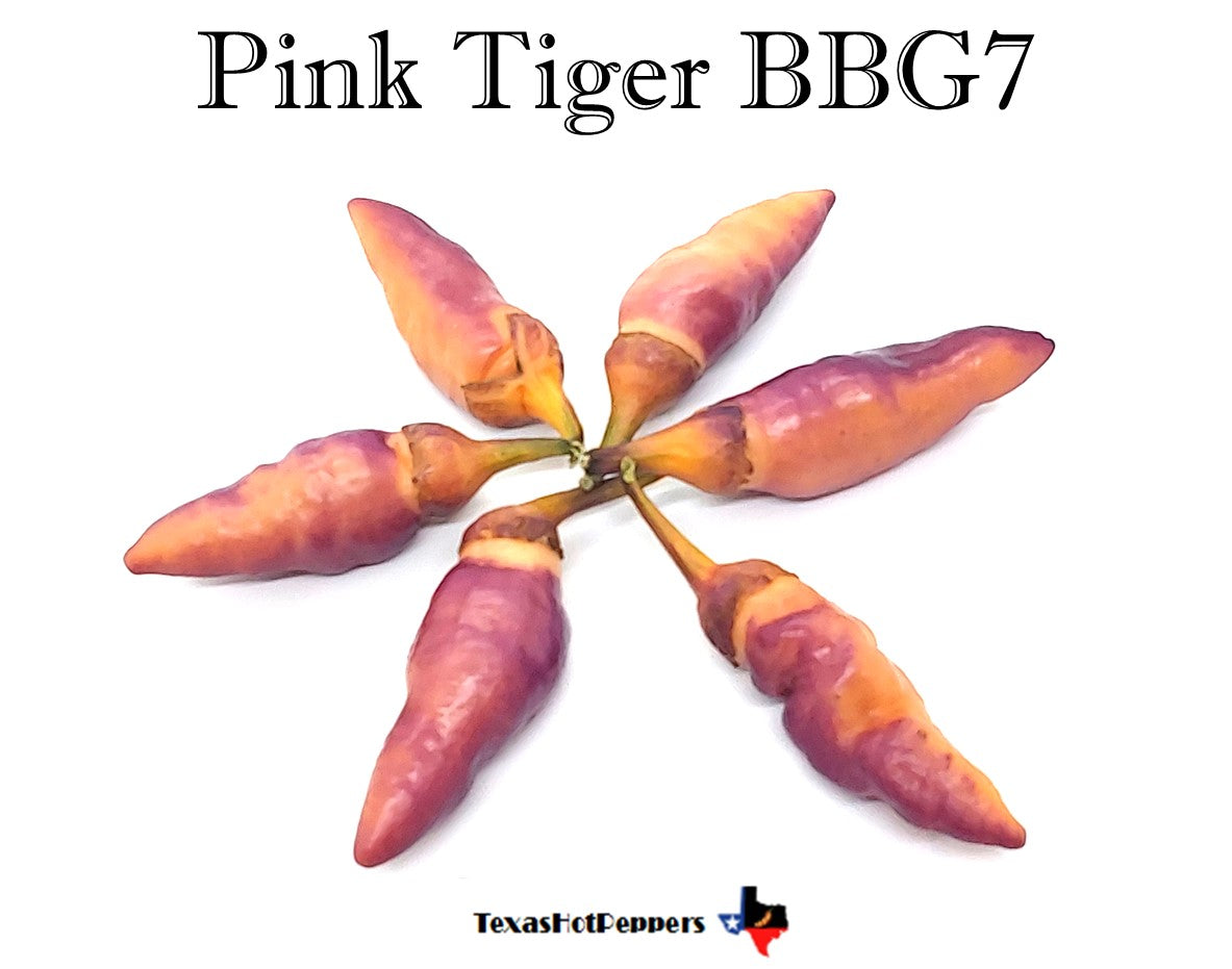Pink Tiger BBG7 – Texas Hot Peppers