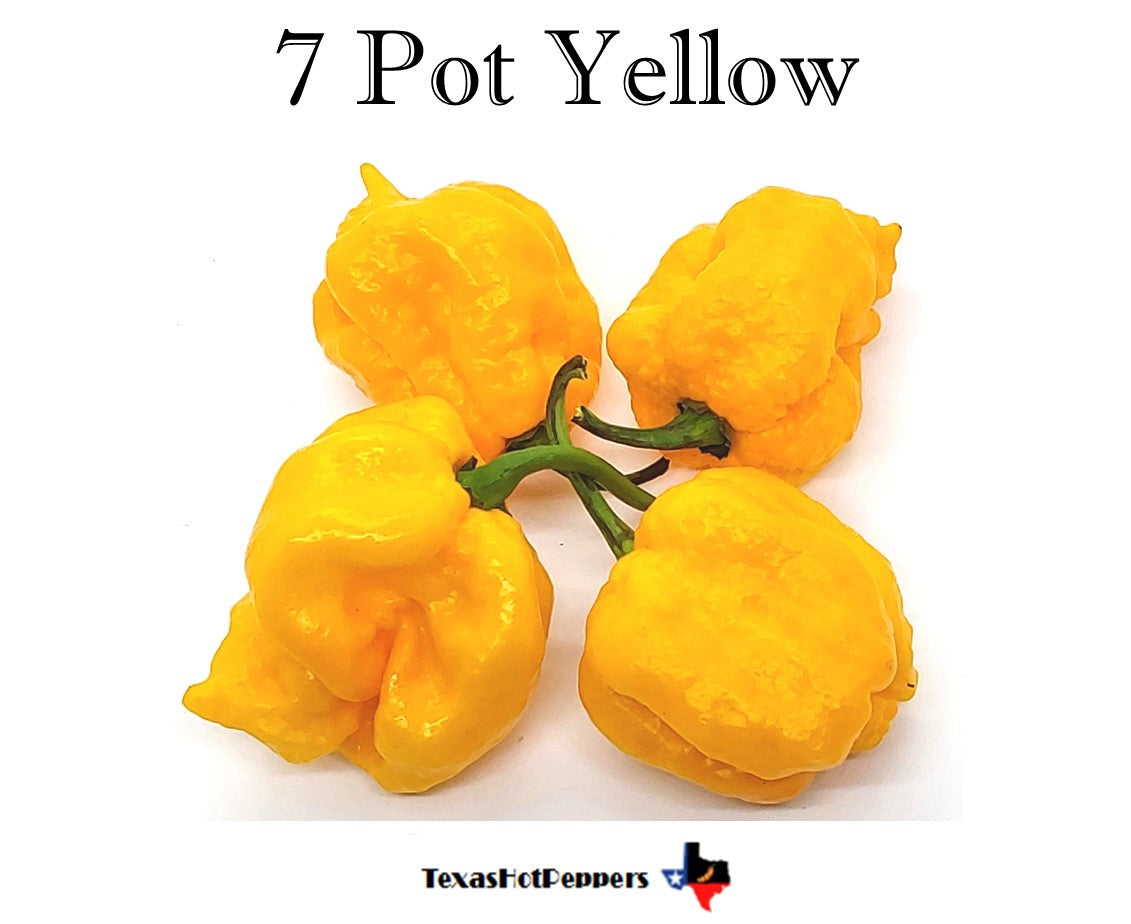 7 Pot Yellow – Texas Hot Peppers