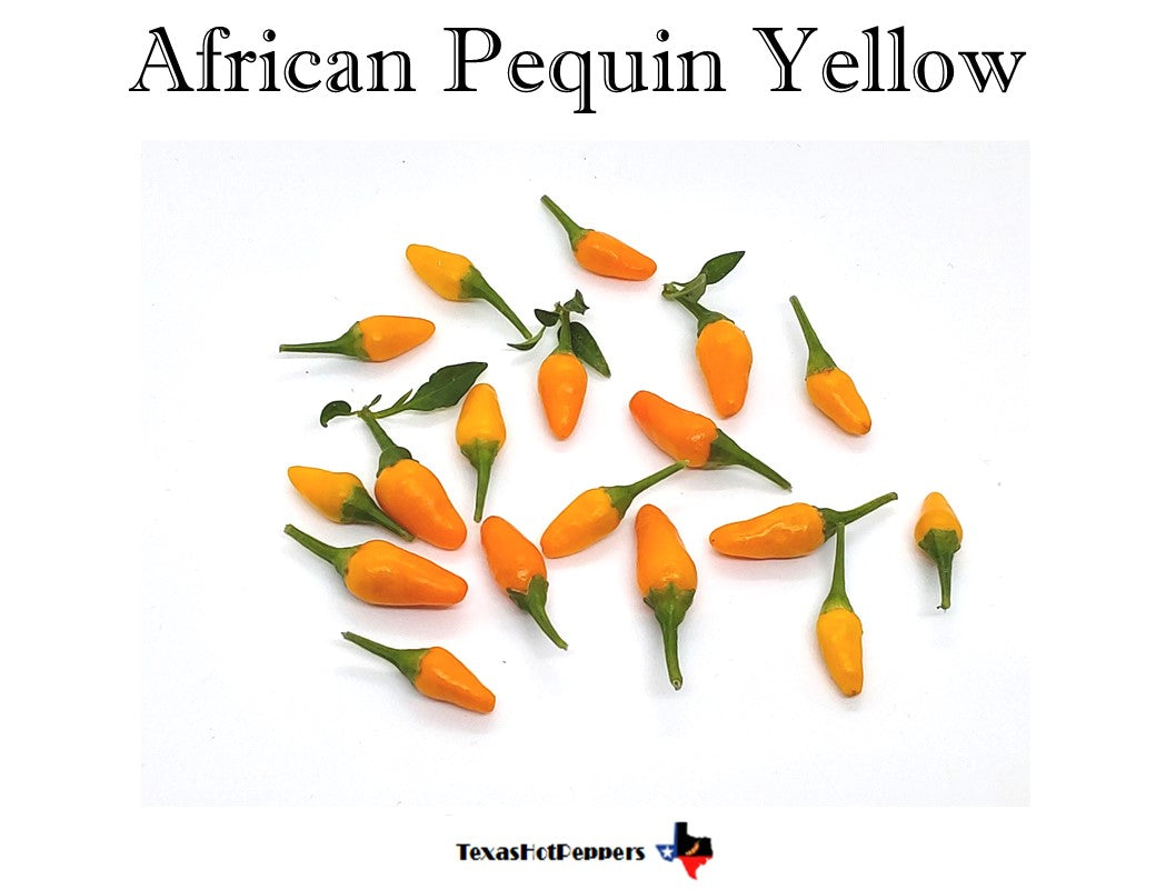 African Pequin Yellow – Texas Hot Peppers