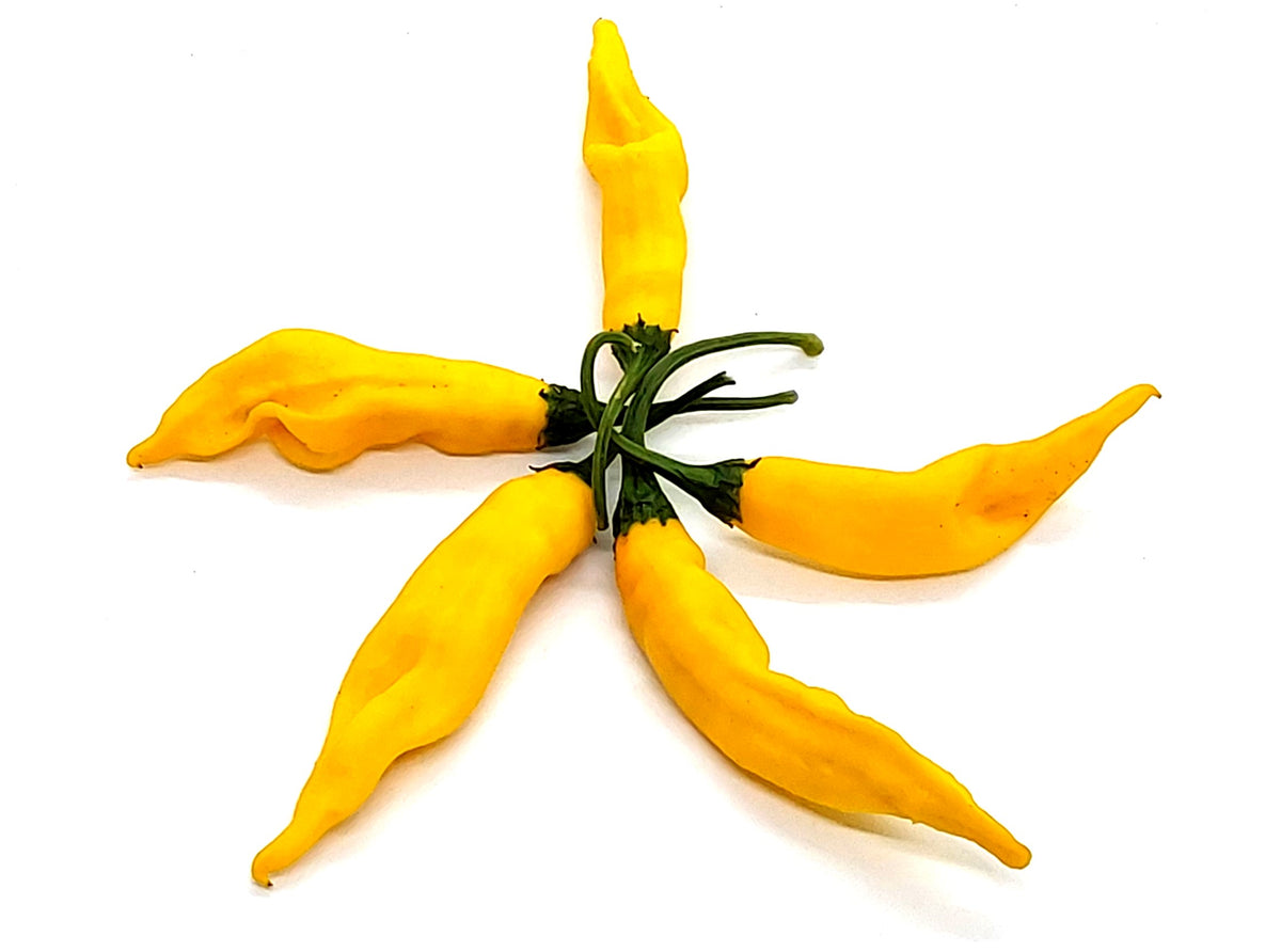 Aji Peru Yellow – Texas Hot Peppers