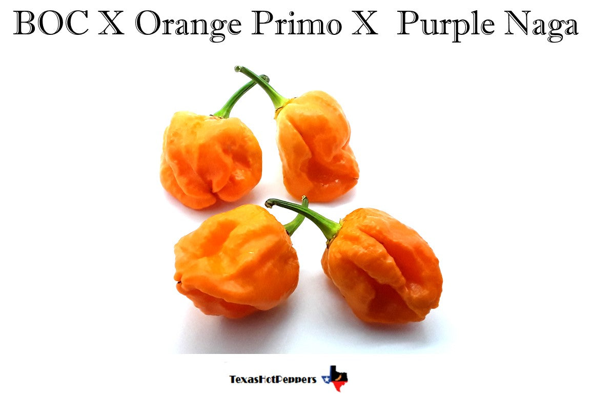BOC X Orange Primo X Purple Naga – Texas Hot Peppers