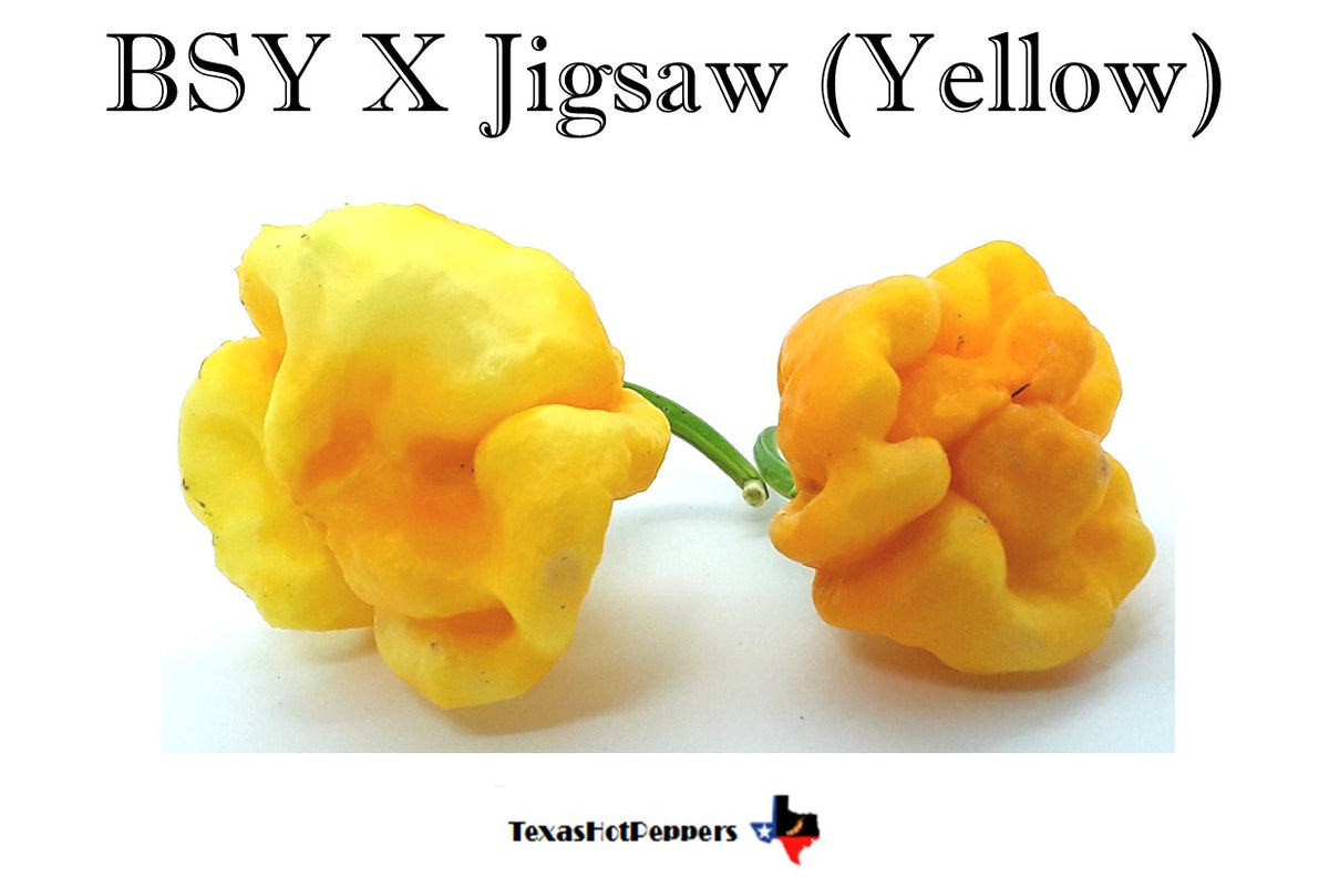 BSY X Jigsaw Yellow – Texas Hot Peppers